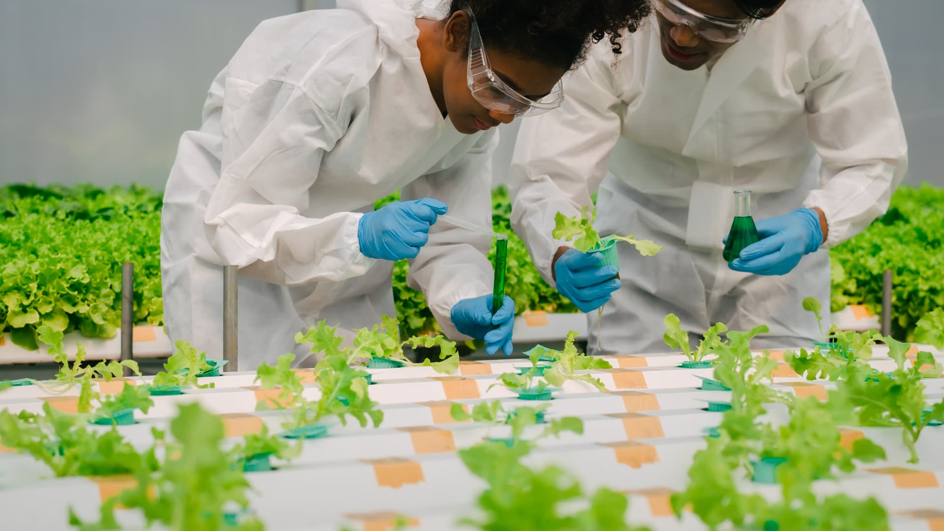 Multiplexed Plant Pathogen Testing | Nexus Diagnostics
