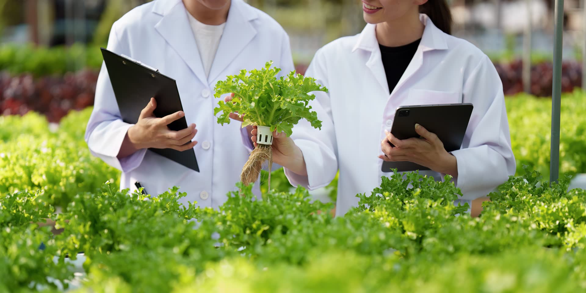 About Nexus Diagnostics | Plant Virus Testing Lab